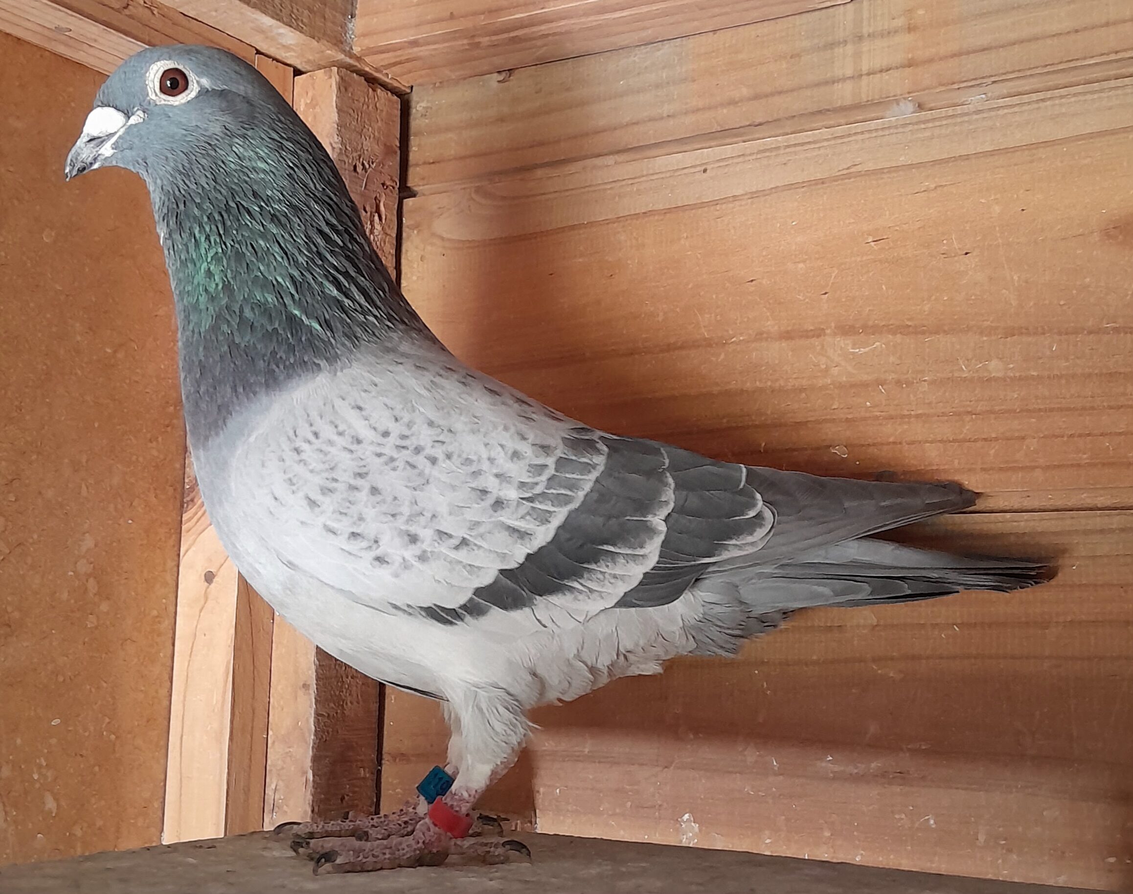 LOT 4: 21 ZA GRT 1197 (C) - Ganus/ Triple J Lofts. - Good Racer ...