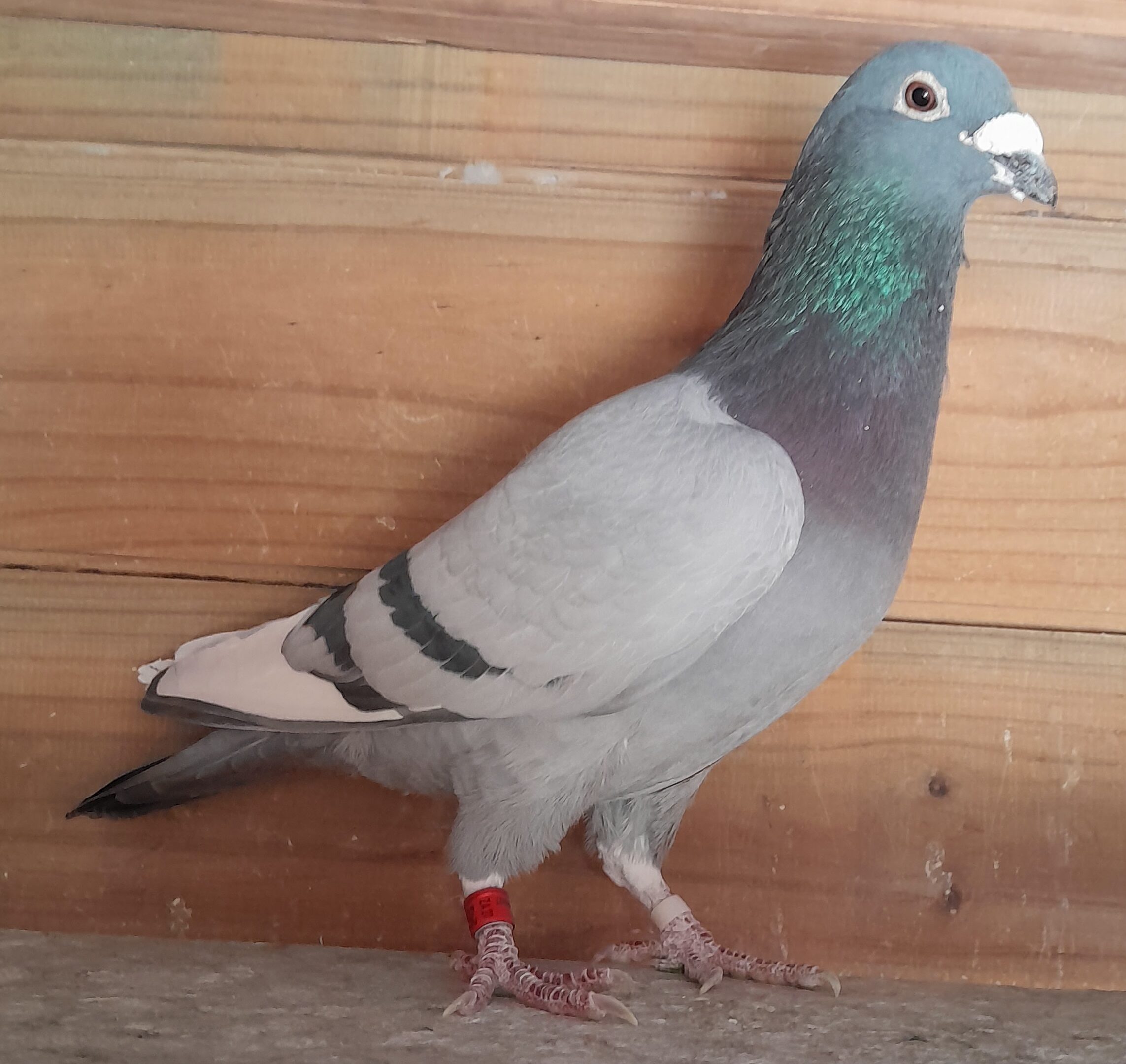 LOT 8: 20 ZA 262285 (C) - Schroyens/ Houben/ Oscar de Vriendt/ Putterie ...