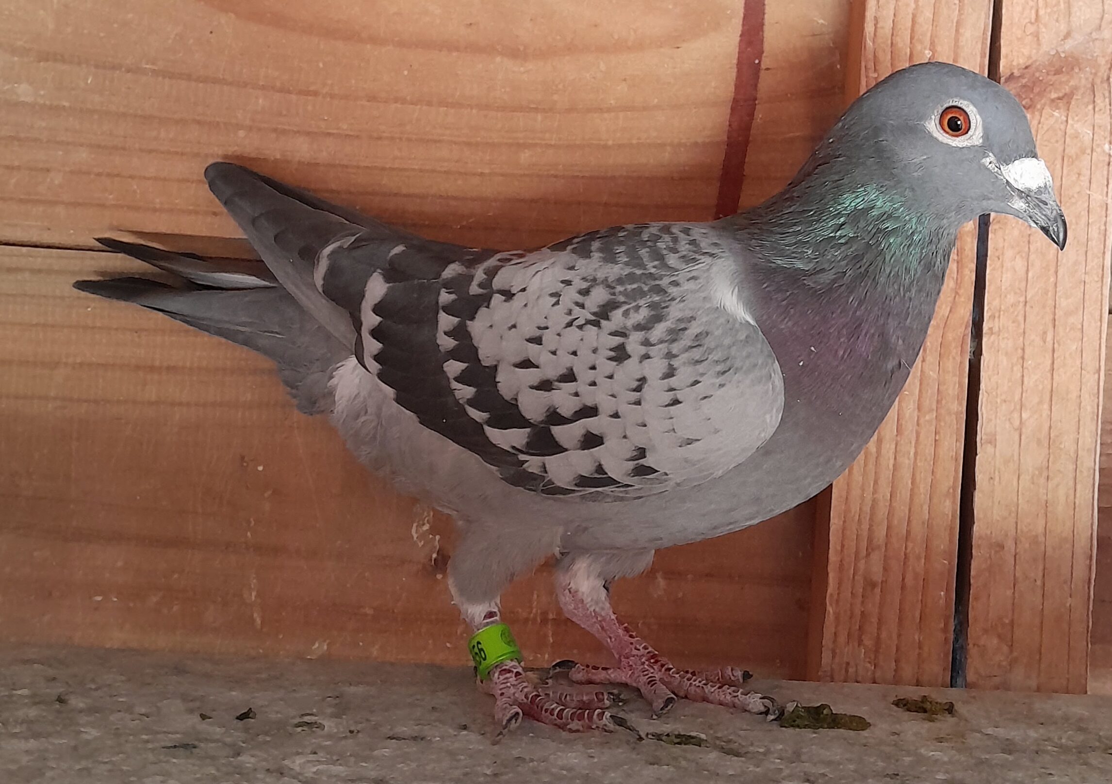 LOT 12: 23 ZA KWU/M 556 (H) - Ganus/ Triple J Lofts/ Putterie -Bred ...