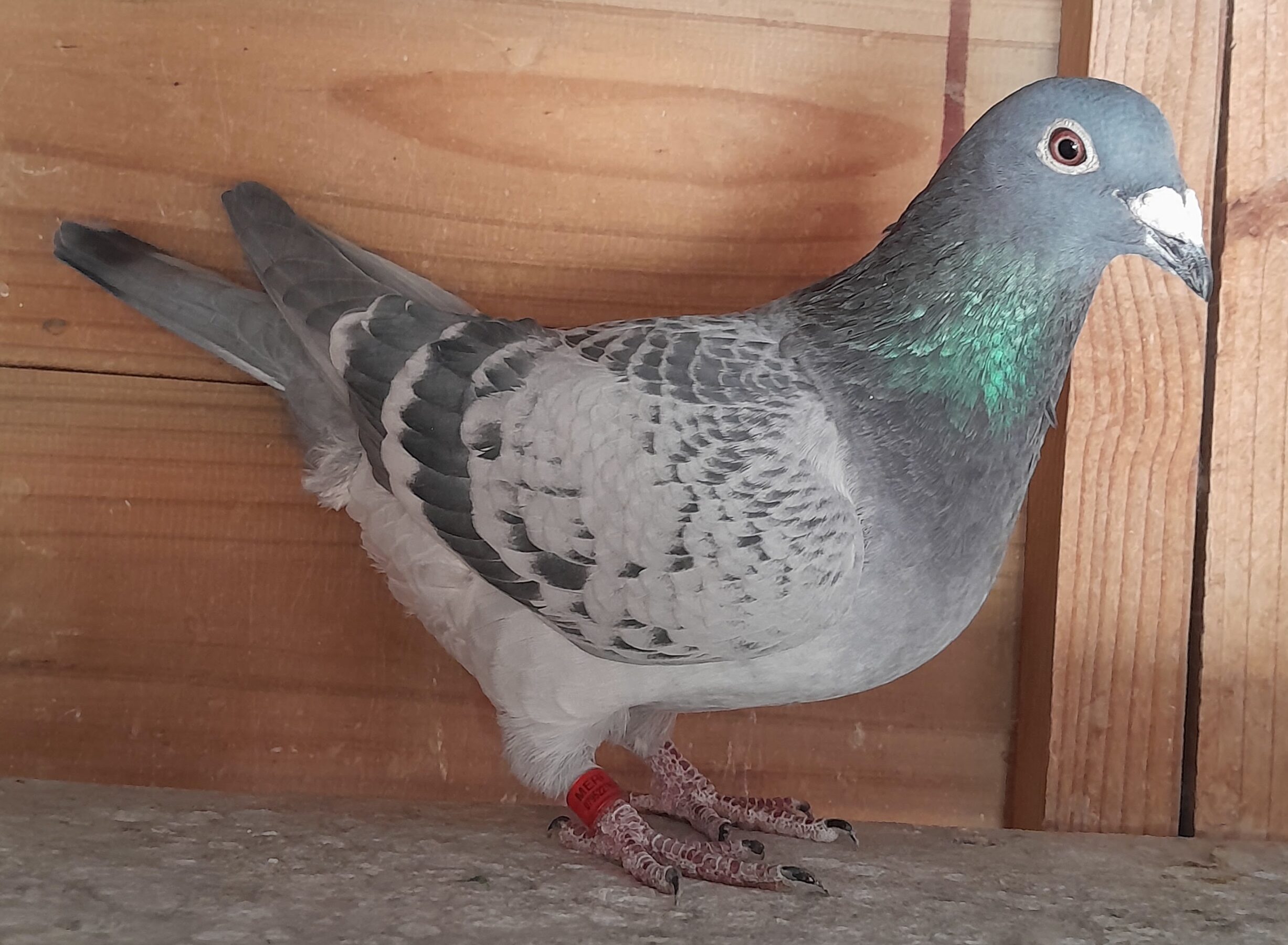 LOT 7: 20 ZA MERI 873 (H) - Clausing/ Houben/ Janssen/ Verkes/ Wouter ...