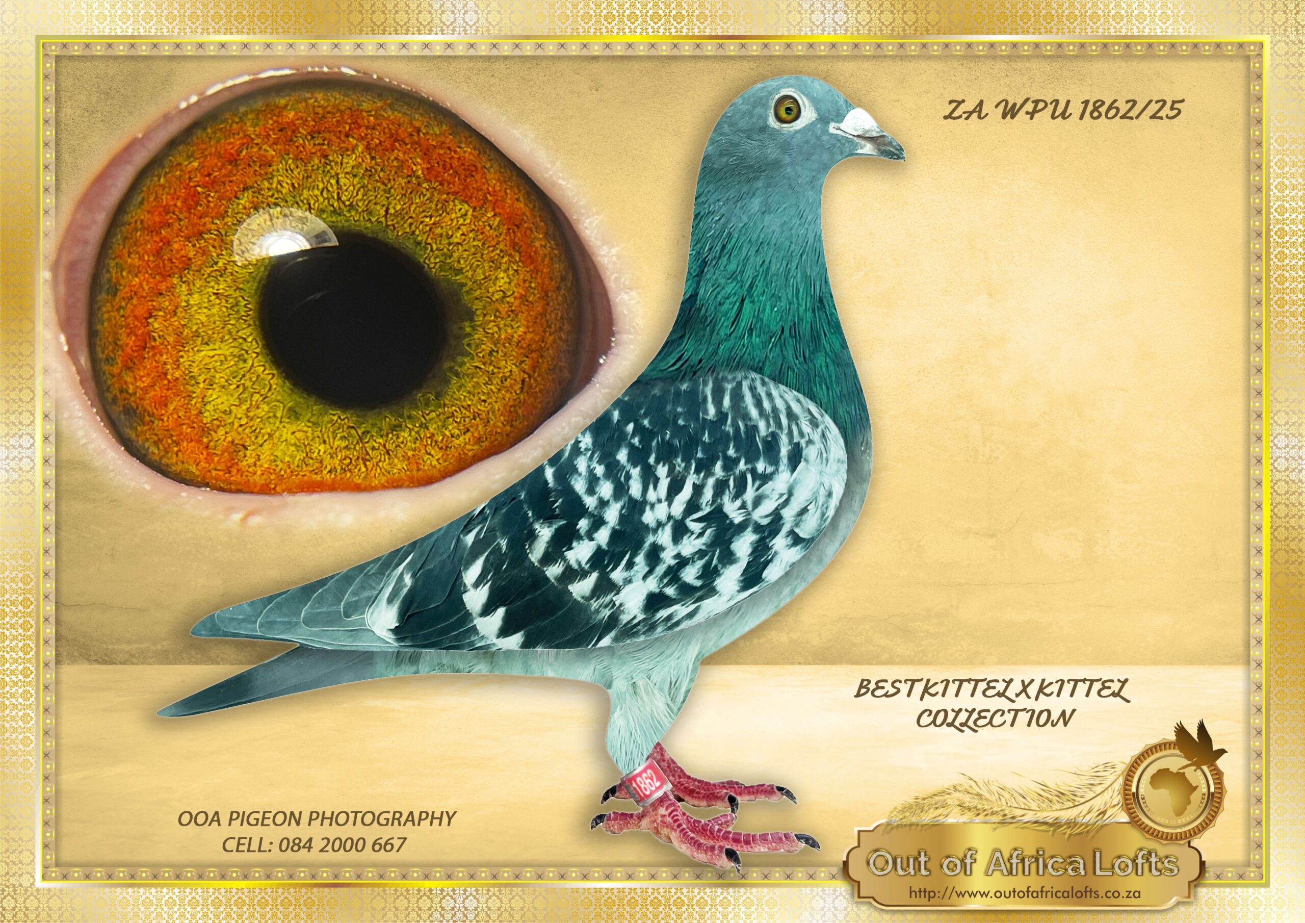 LOT 2: ZA WPU 1862/25 (H) - “ MUSCLES BK 1862 “ - SUPERBLY LINEBRED TO ...