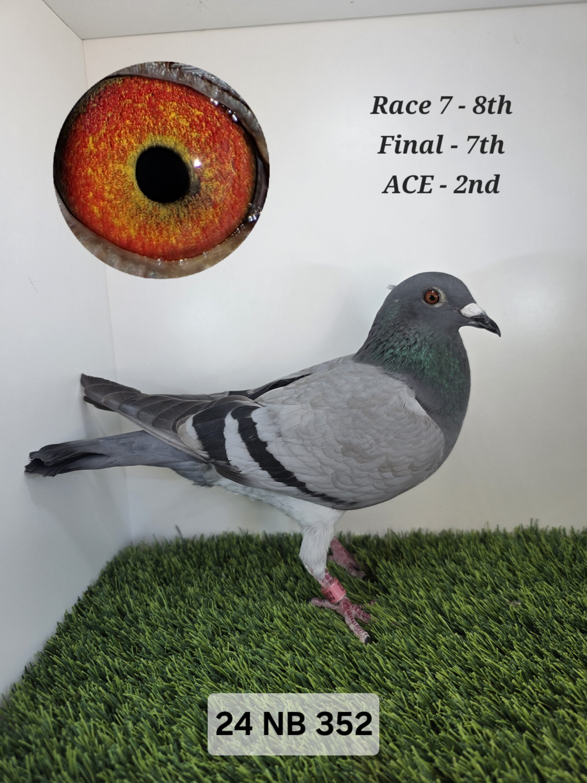 LOT 7: ZA 24 NB 352 (H) - ENTERED BY: TONI DE SANTOS - !!! 2ND ACE ...