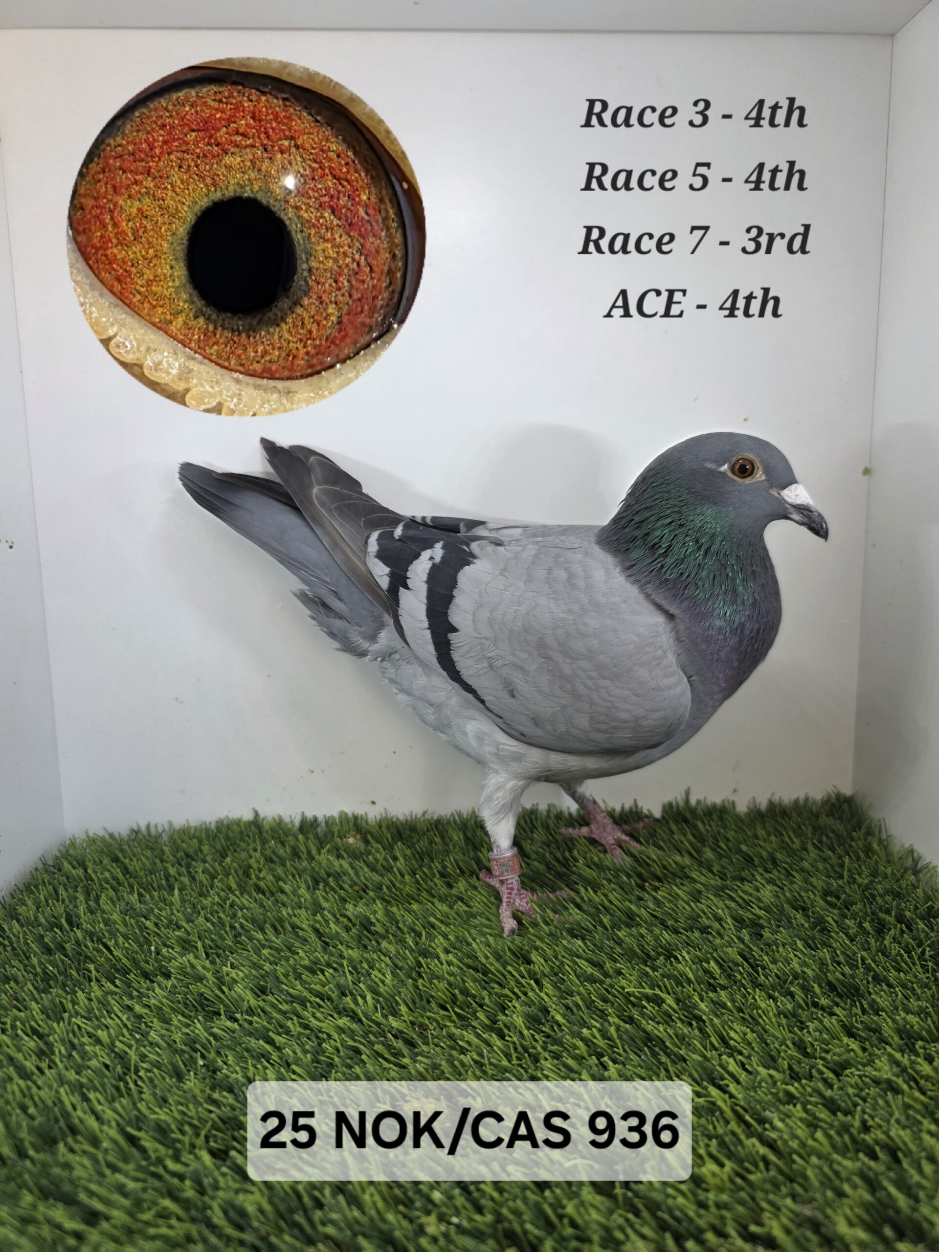 LOT 27: ZA 25 NOK/CAS 936 (H) - ENTERED BY: BERTUS NEL - 4TH RACE 3 ...