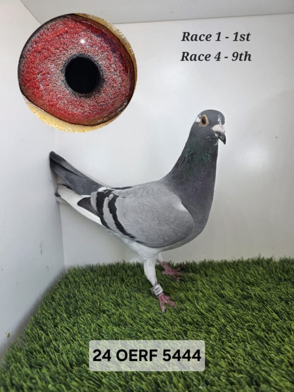 LOT 45: ZA 24 OERF 5444 (H) - ENTERED BY: BERTUS NEL - 1ST RACE 1 - 9TH ...