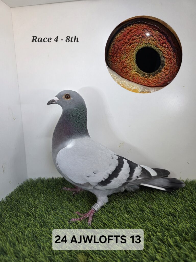 LOT 46: ZA 24 AJWLOFTS 13 (H) - ENTERED BY: MARTUPA EB V D WALT - 8TH ...