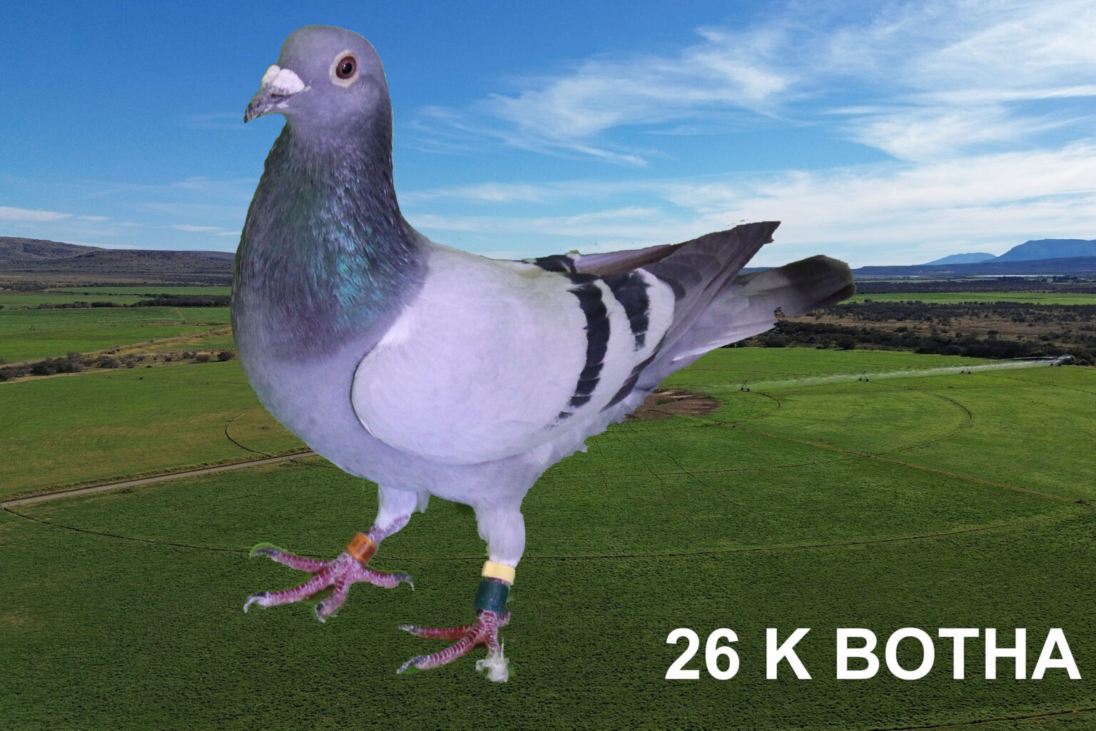 LOT 10: ZA 24 KBOTHA 26 (C) - ENTERED BY; JACKIE PIETERSE - 10th ACE ...