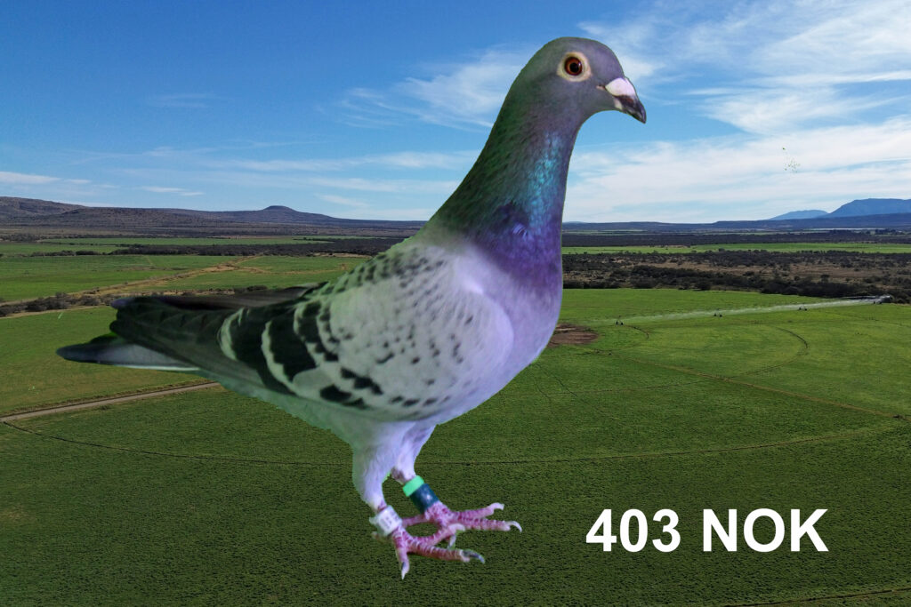 LOT 60: ZA 24 CAS 403 (H) - ENTERED BY: DR GAVIN ROUS - 5TH RACE 1 ...