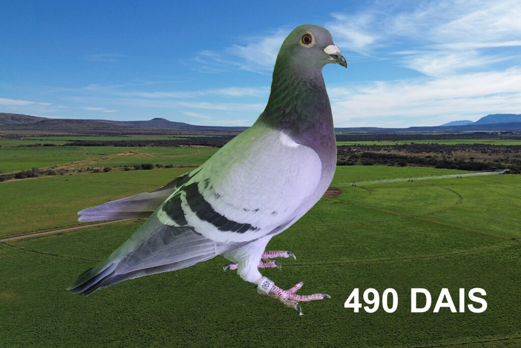 LOT 61: ZA 24 DIAZ 490 (H) - ENTERED BY: DIAZ ONE LOFT - THE SIRE: Very ...