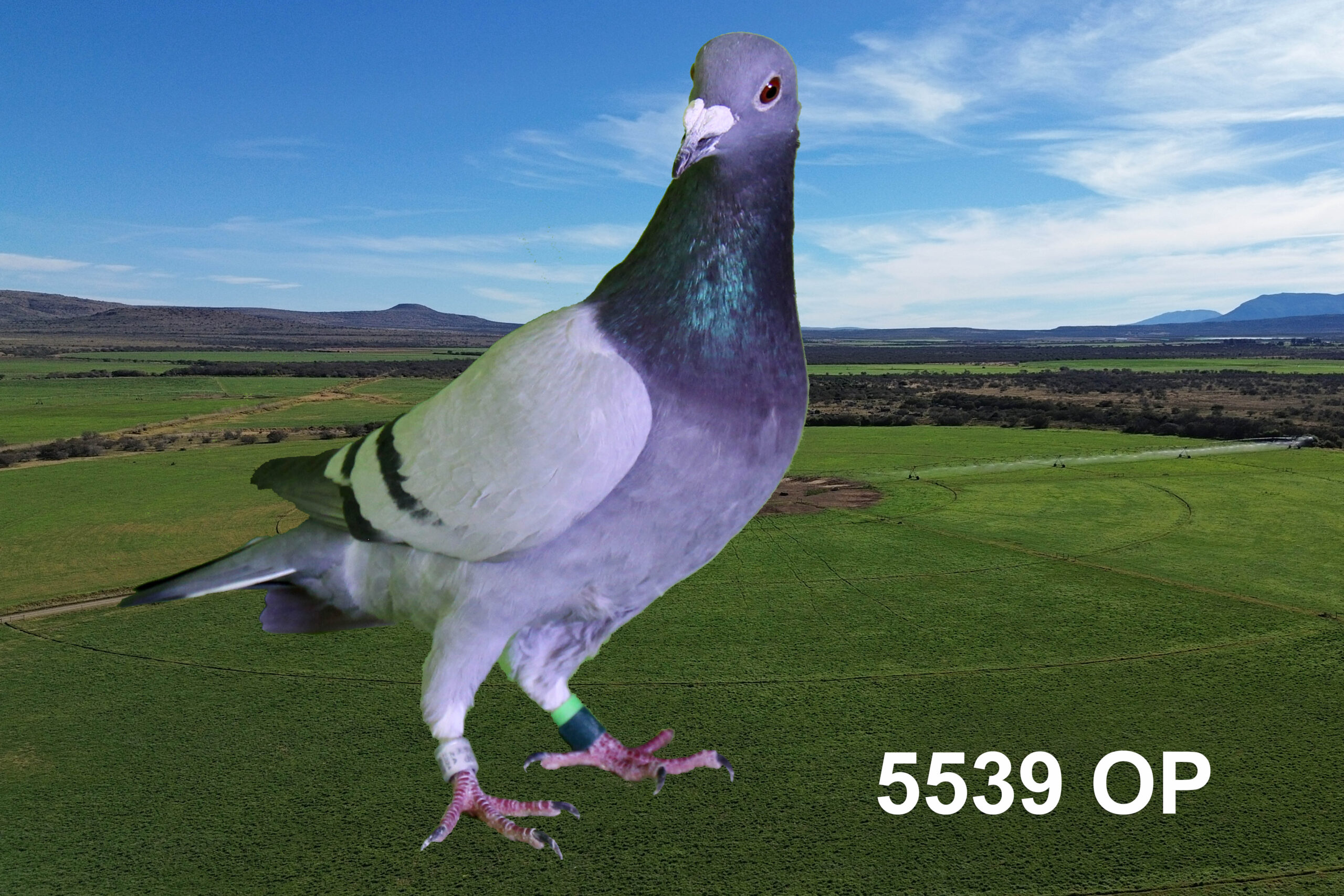 LOT 51: ZA 24 OP 5539 (C) - ENTERED BY: PIETER JOUBERT - THE SIRE ...