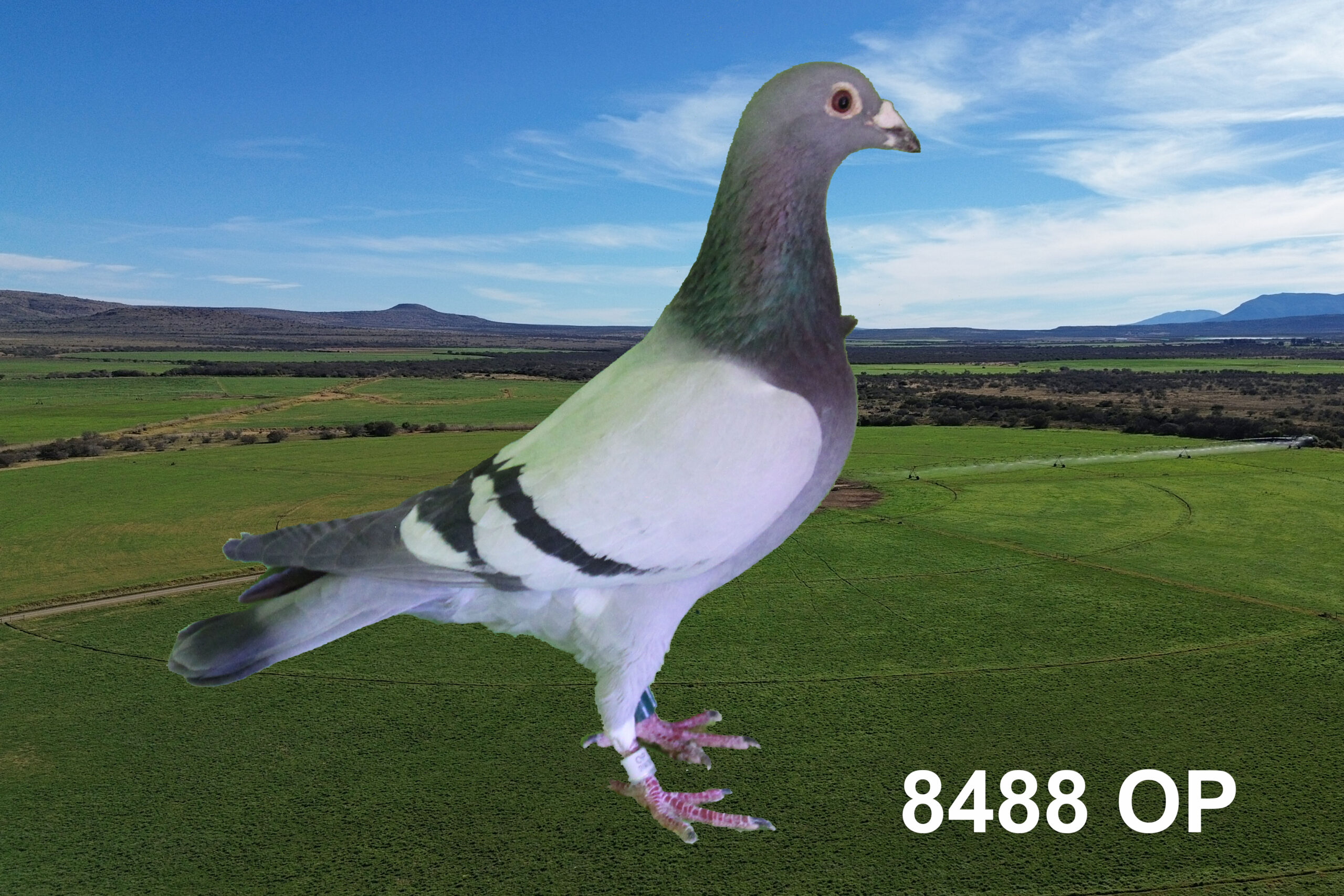 LOT 72: ZA 24 OP 8488 (C) - ENTERED BY: JJ BOTHA - Best Pigeon