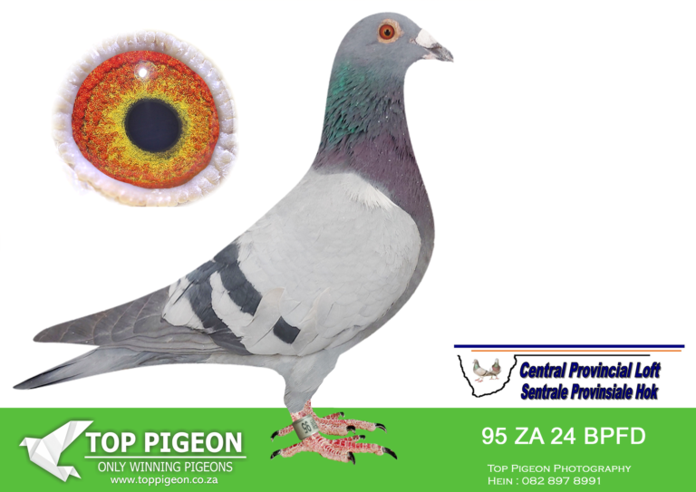LOT 2: ZA BPFD 95 2024 - ENTERED BY: JOHAN RUST - 2025 Opens 17TH SUPER ...