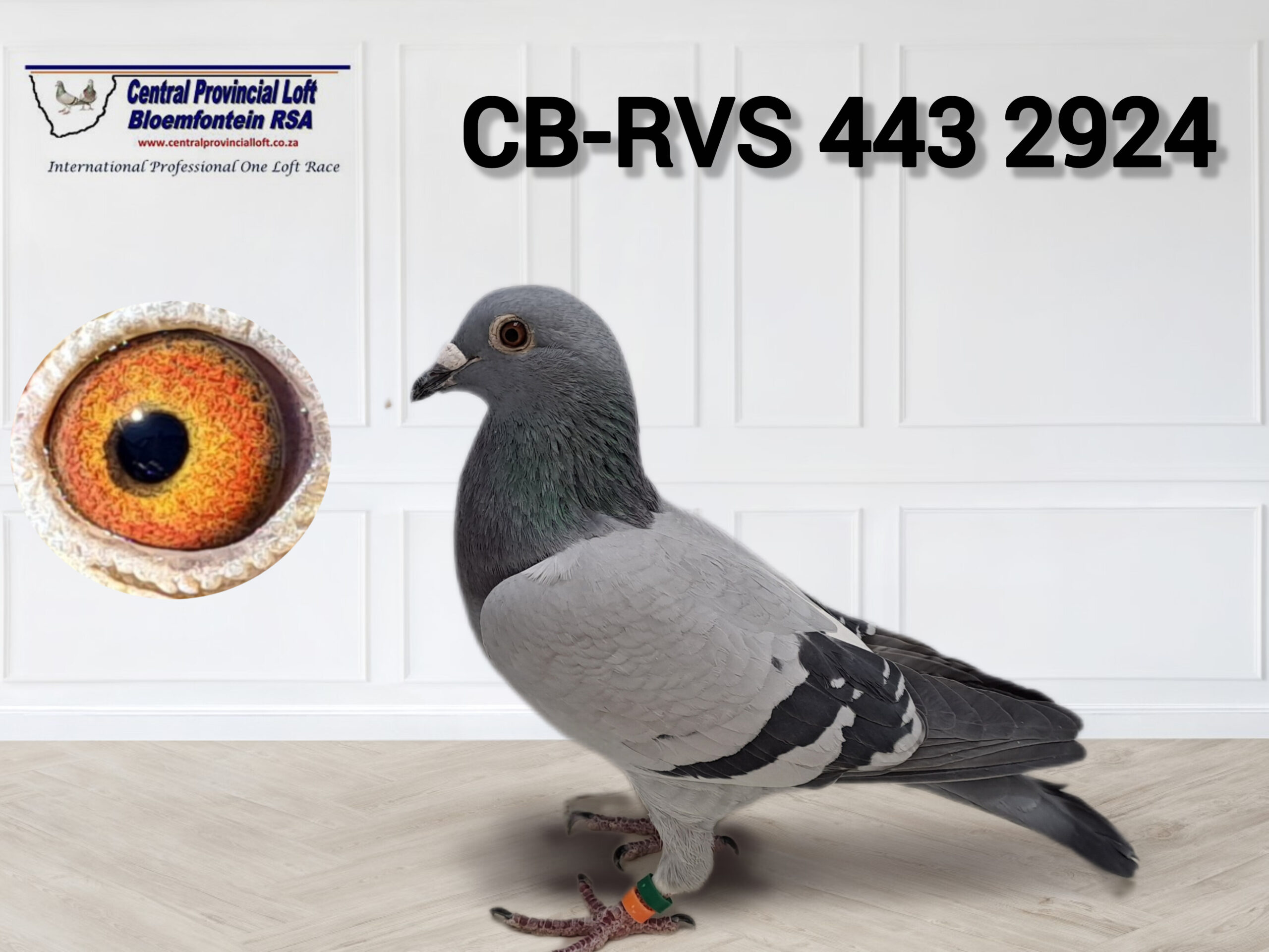 LOT 23: ZA CB-RVS 443 2024 - ENTERED BY: BENN, CHARLES - Best Pigeon