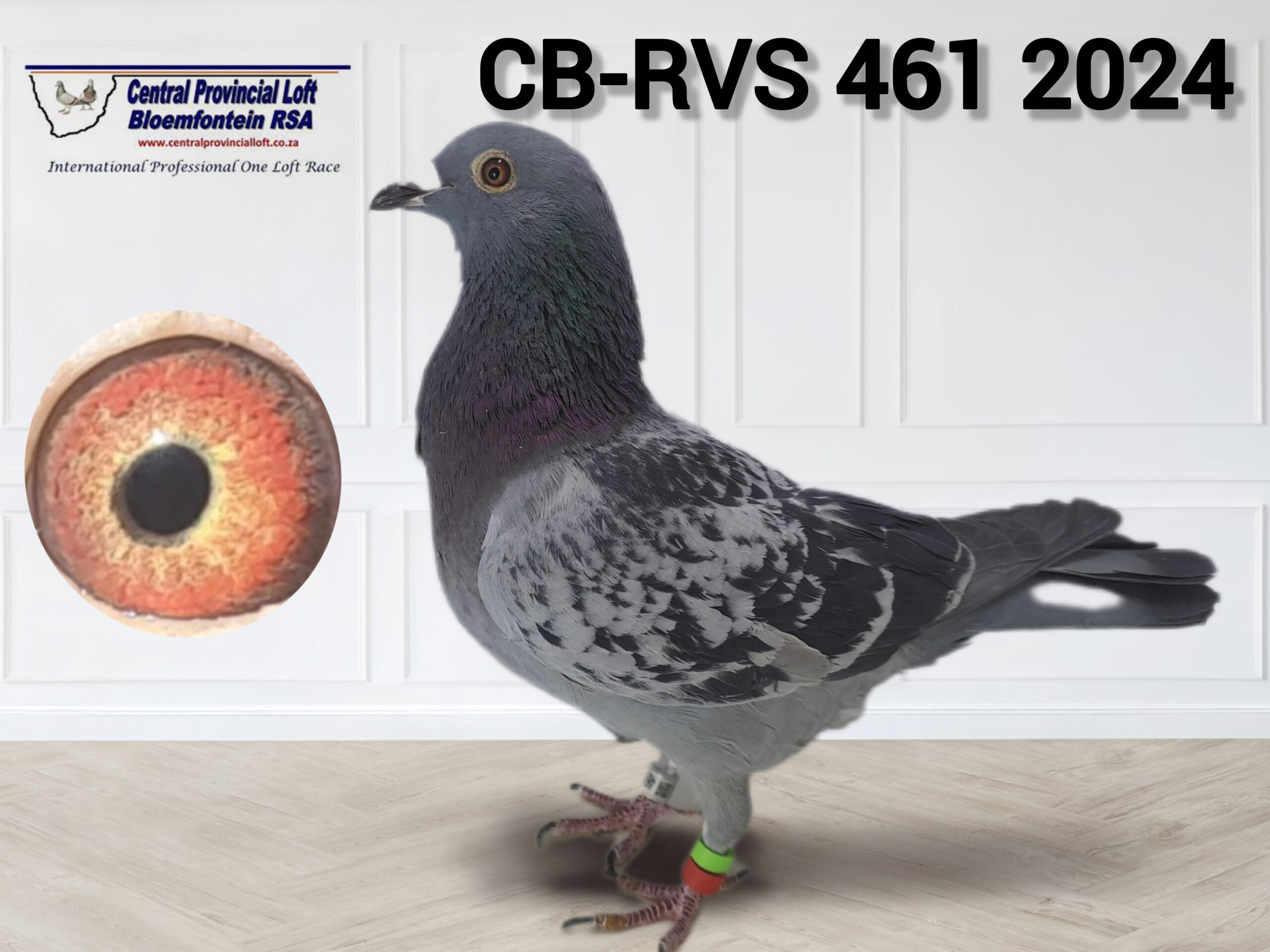 LOT 40: ZA CB-RVS 461 2024 - ENTERED BY: BENN, CHARLES - Best Pigeon
