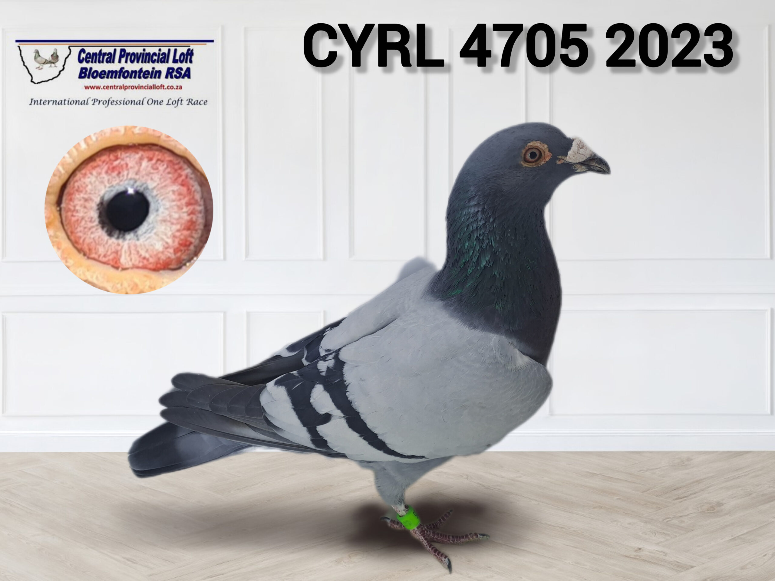 LOT 65: ZA CYRL 4705 2023 - ENTERED BY: CORRIE & MARINA PRETORIUS - SEE ...