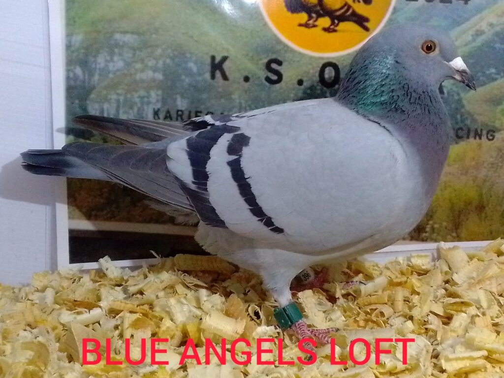 LOT 12: ZA 396 SLMD 2024 - ENTERED BY: BLUE ANGELS LOFTS - JJJ X Geering/ Porch 911 - THE SIRE ...