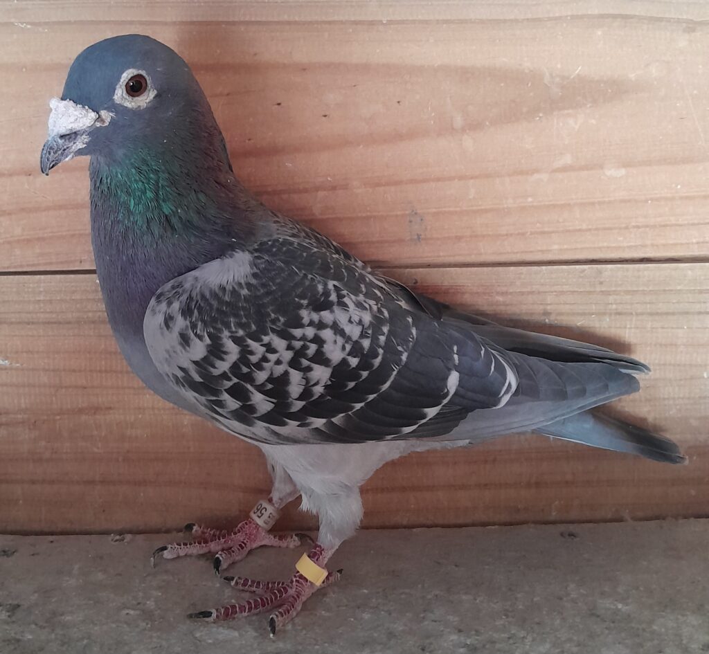 Lot 2: 19 ZA KARO 56 (C) - Putterie/ Twilight/ Houben/ De Norre ...
