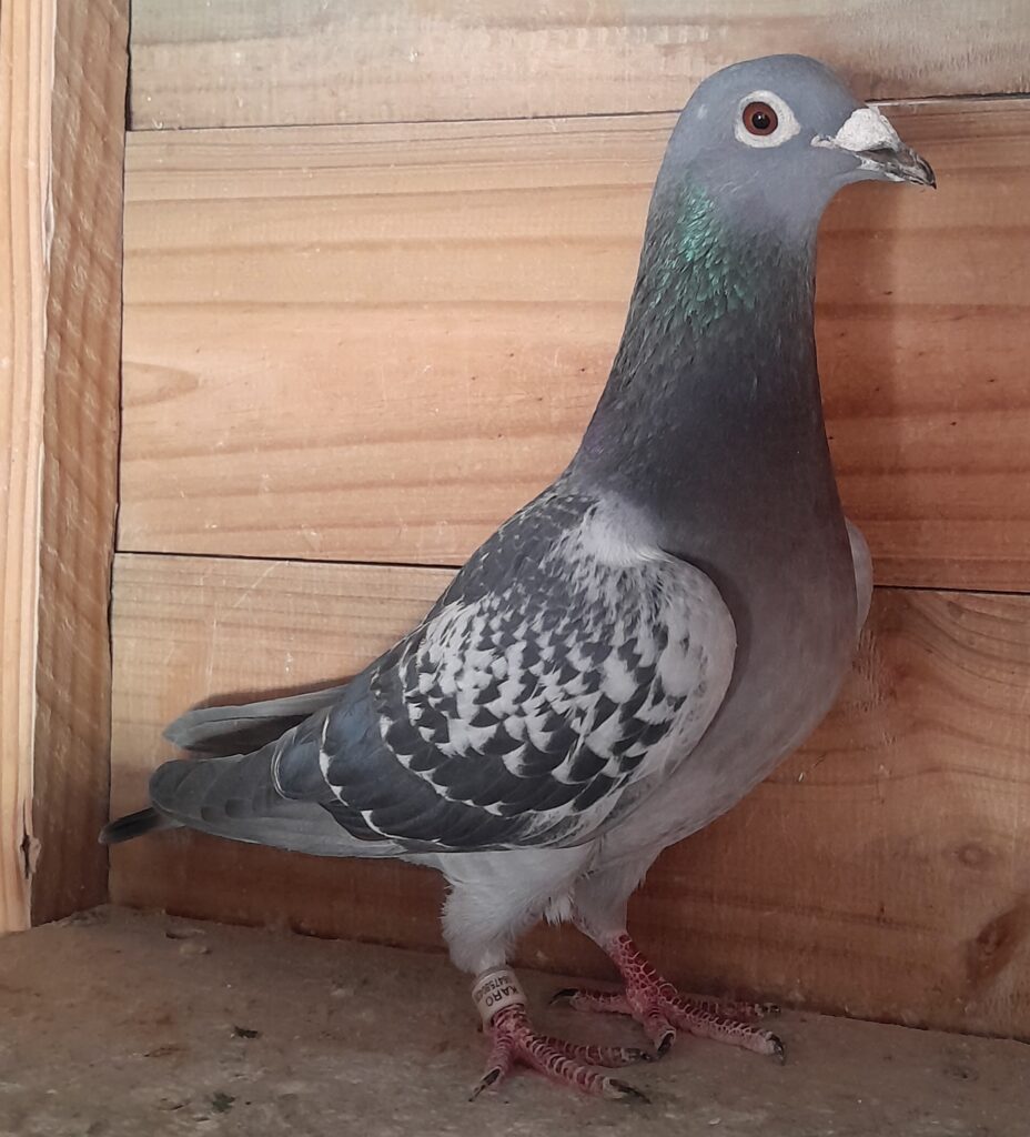 Lot 1: 19 ZA KARO 20 (H) - Janssen/ Putterie/ Twilight/ De Norre - Bred ...