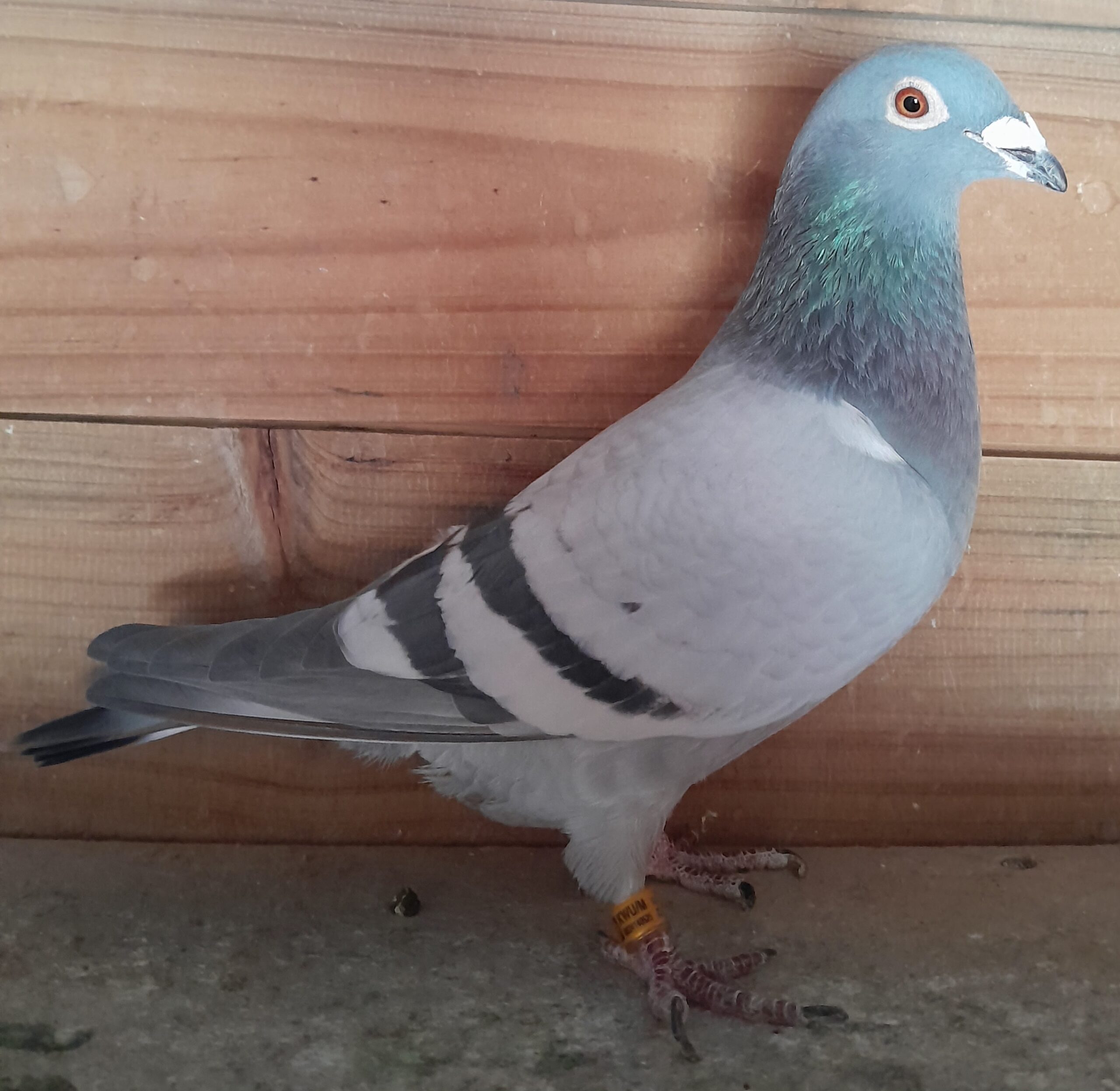 LOT 10: 22 ZA KWU/M 341 (H) - Aelbrecht/ De Rauw Sablon - Bred for Stock from the Best ...