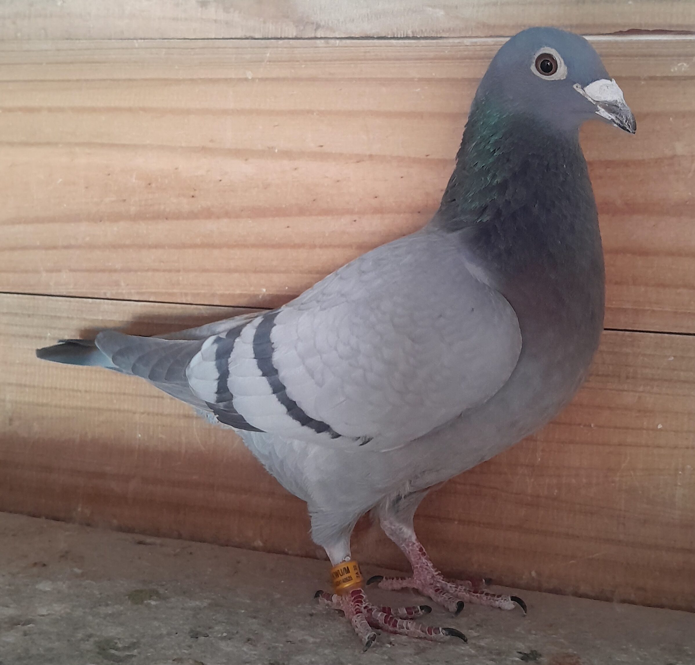 Lot 5: 22 ZA KWU/M 450 (H) - Tom Lock/ Cattrysse/ Janssen/ Oscar de ...