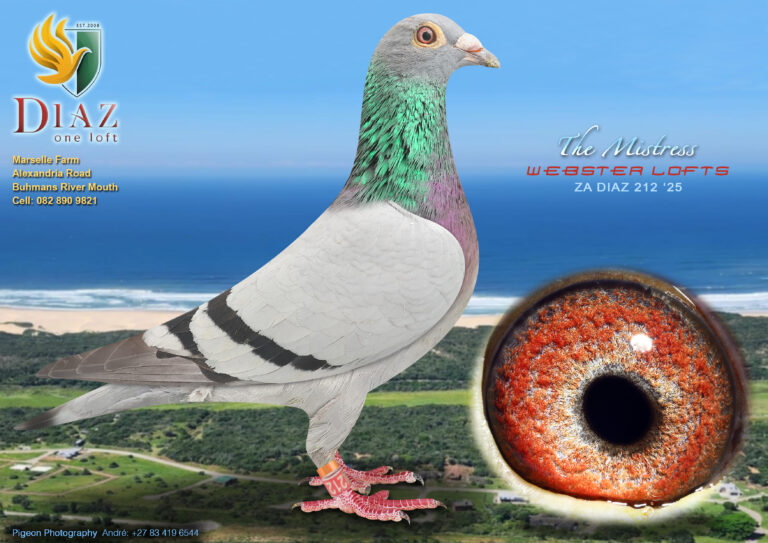 LOT 17: ZA 25 DIAZ 212 (H) - ENTERED BY: WEBSTER LOFTS - The genetic ...
