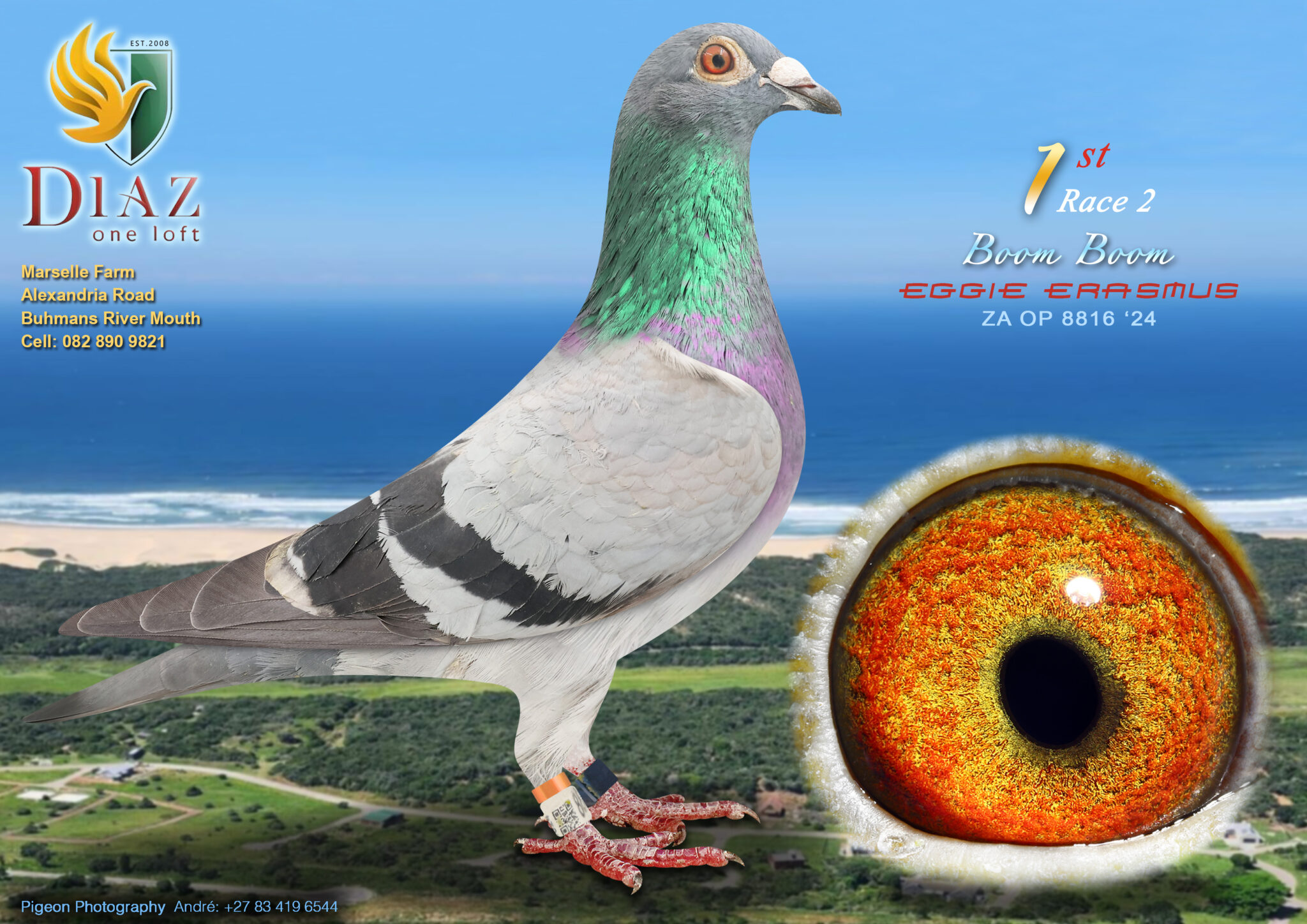 LOT 20: ZA 24 OP 8816 (H) - ENTERED BY: EGGIE ERASMUS - THE SIRE: Gr ...