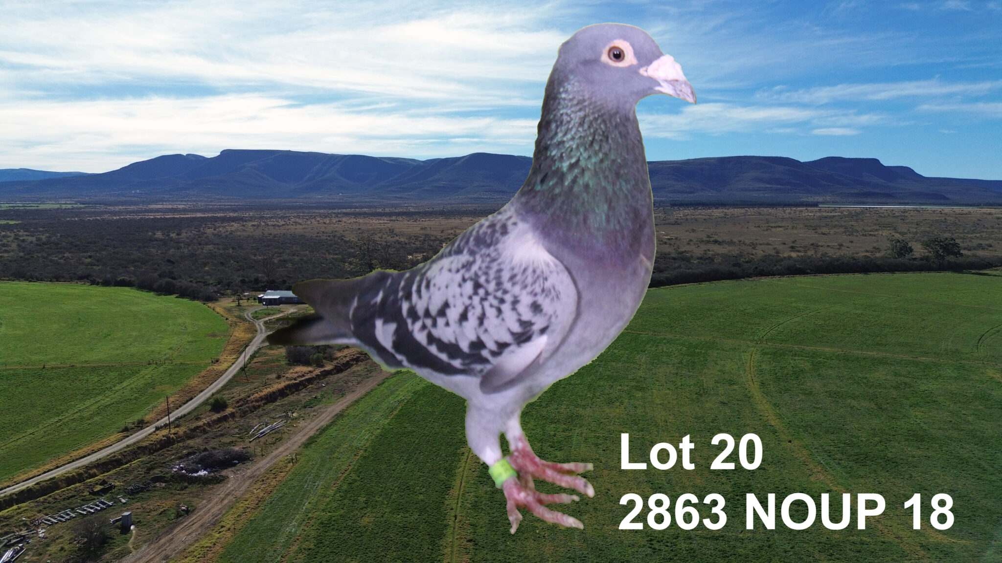 LOT 20: ZA 18 NOUP 2863 (C) - ALIAS : INKWE LOFT - BRED FROM SUPER ...