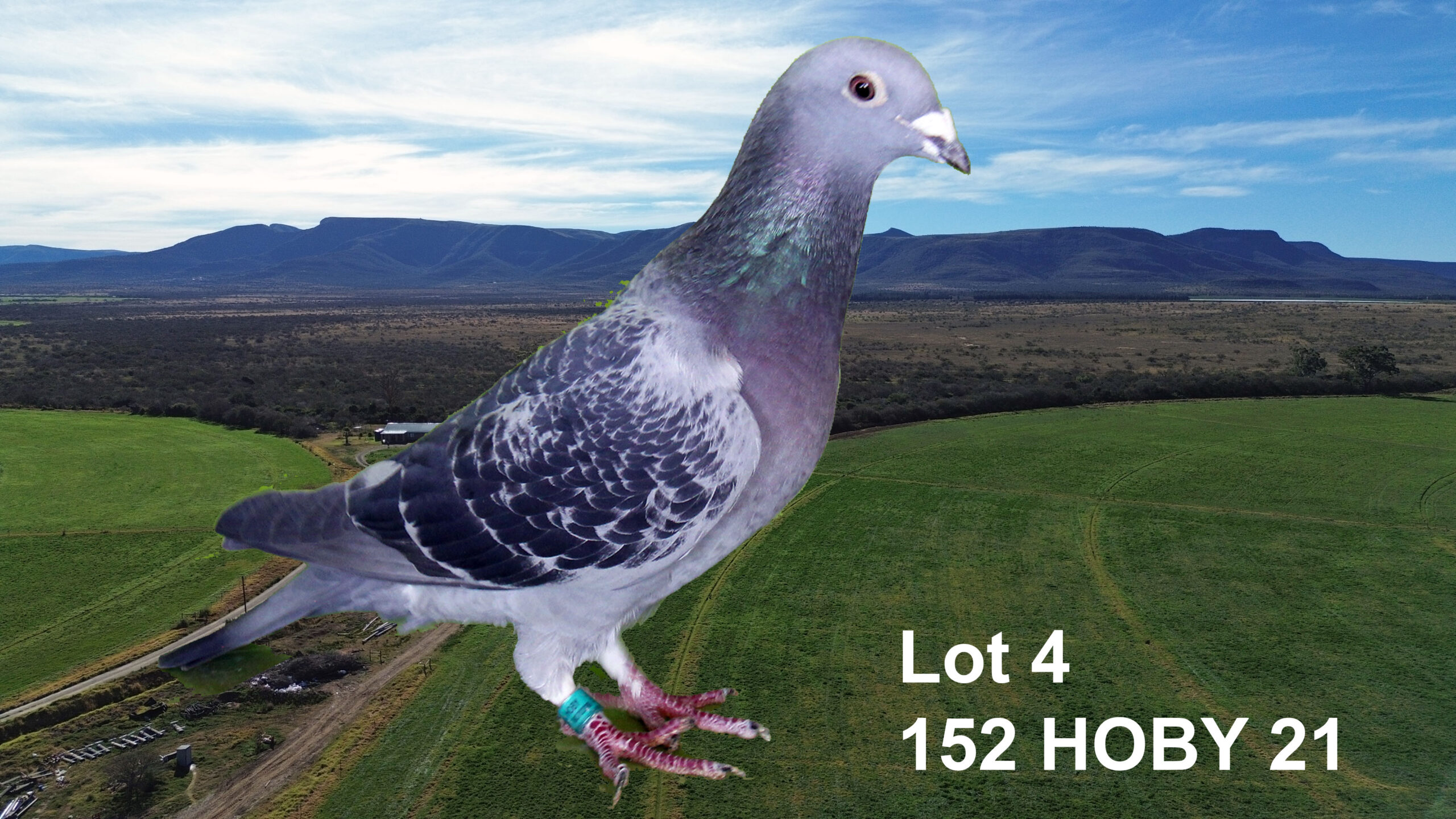 LOT 4: ZA 21 HOBY 152 (H) - TELER : ANTON SCHONKEN. STRAIN : ORNAT ...