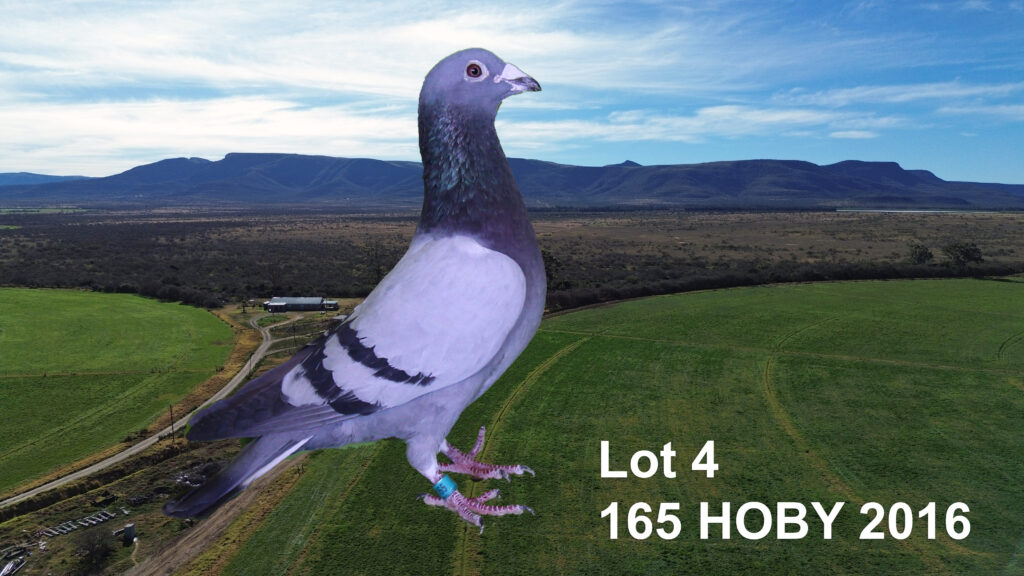 LOT 4: ZA 26 HOBY 165 (C) - AFRIKAPRO ENTRANT - BRED FROM THE VERY BEST ...