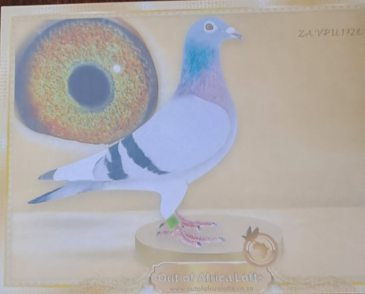 LOT 4: ZA 23 VPU 1728 (C) - DIRECT SON TO ZA CYRILS 1339/15 - PROVEN ...