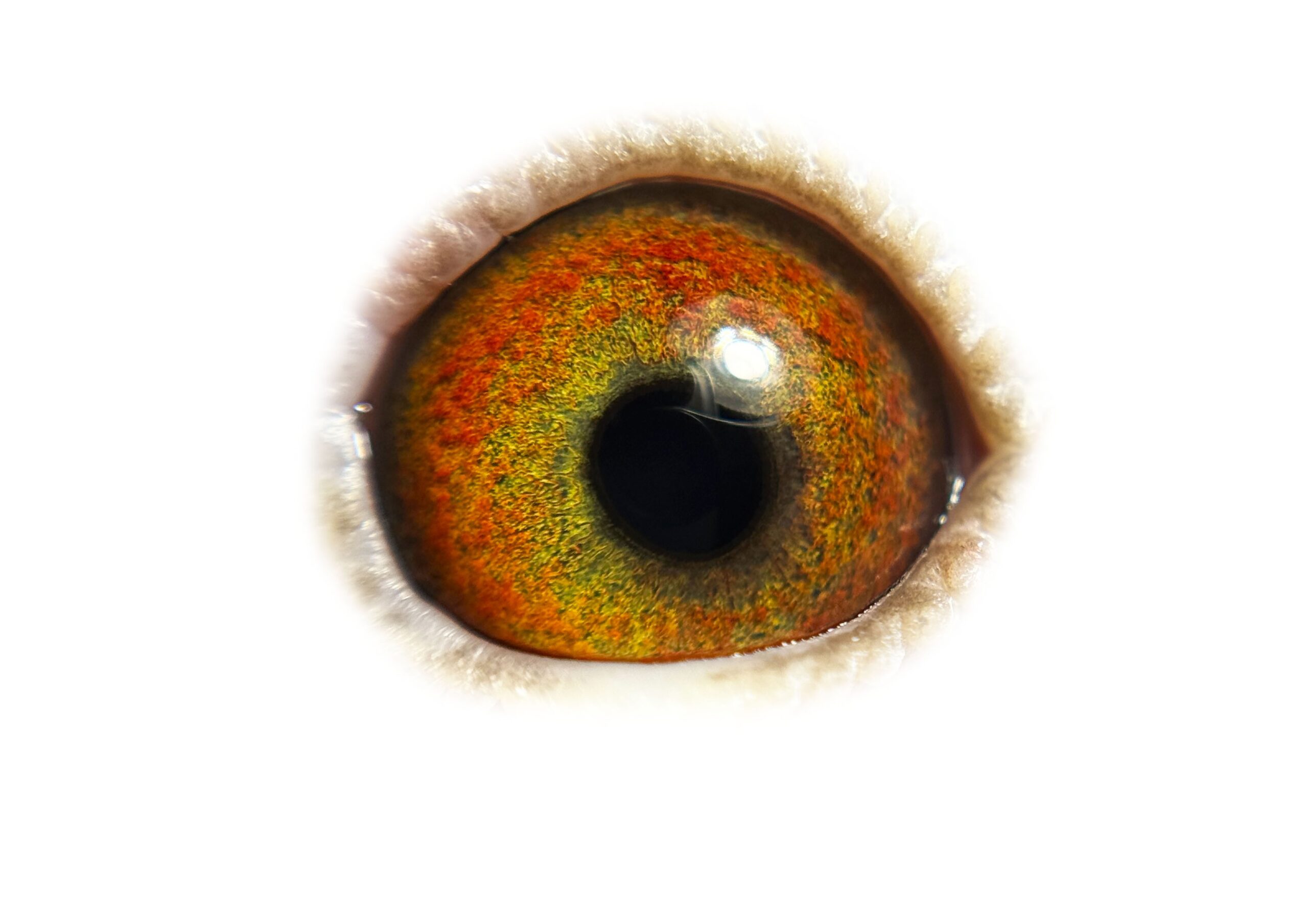 LOT 2: ZA VPU 1664/24 (H) - “ PRINCESS KITTEL “ Our “PRINCESS KITTEL ...