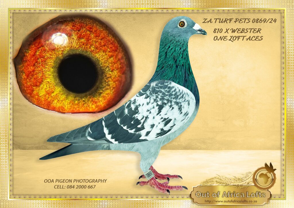 LOT 8: ZA TURFPETS 0869/24 (C) - “ 810 ACES X WEBSTERS ACES “ The sire ...